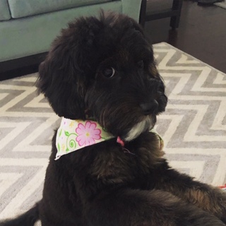 Can I Afford a Cockapoo? – Sophie Lou Cockapoos