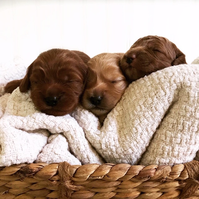 Home – Sophie Lou Cockapoos