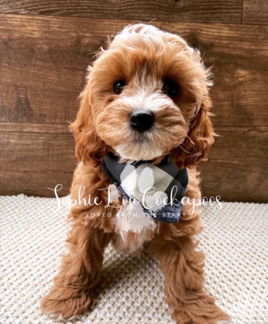 Contact Us – Sophie Lou Cockapoos