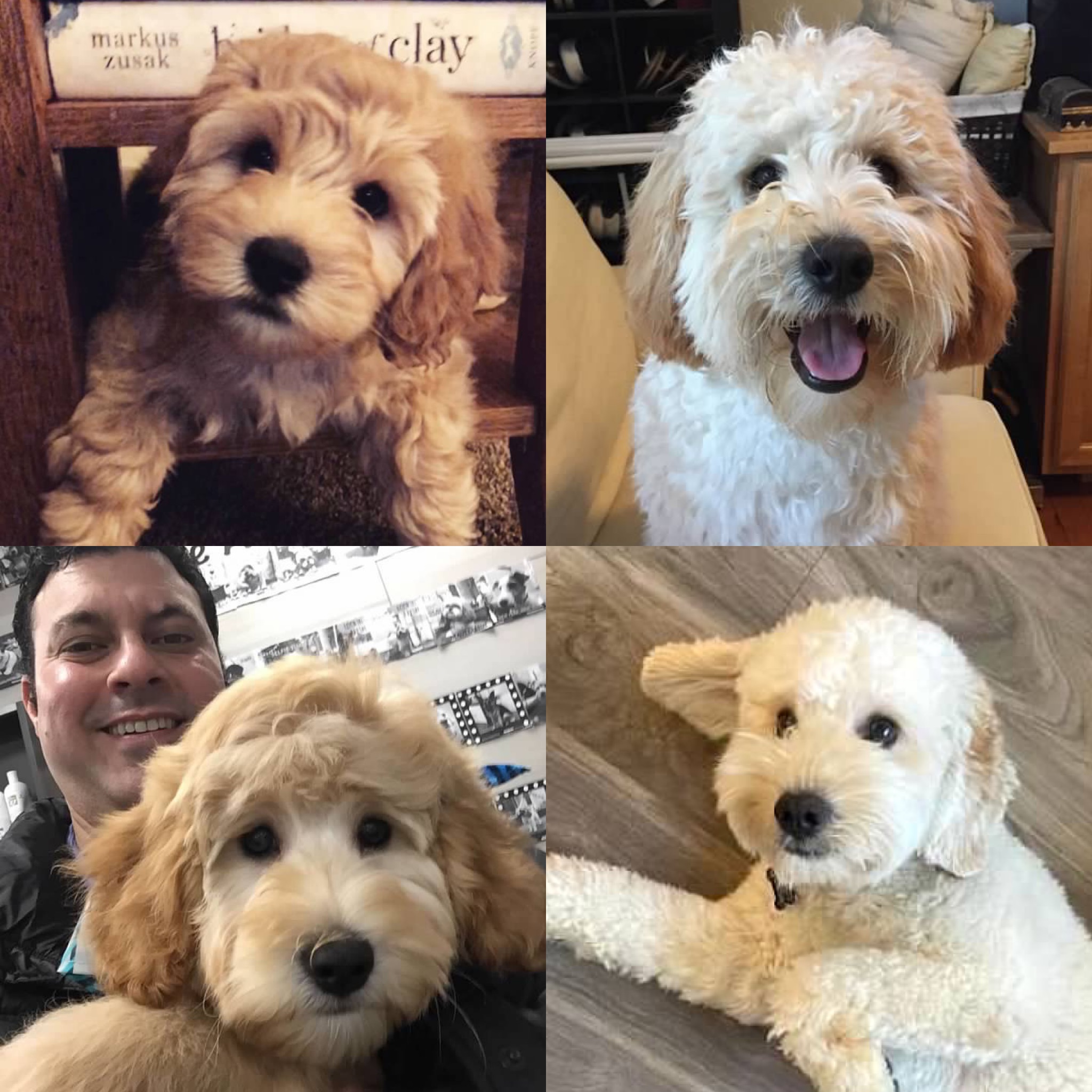 Coco is loved by Yolanda and Luis – Sophie Lou Cockapoos