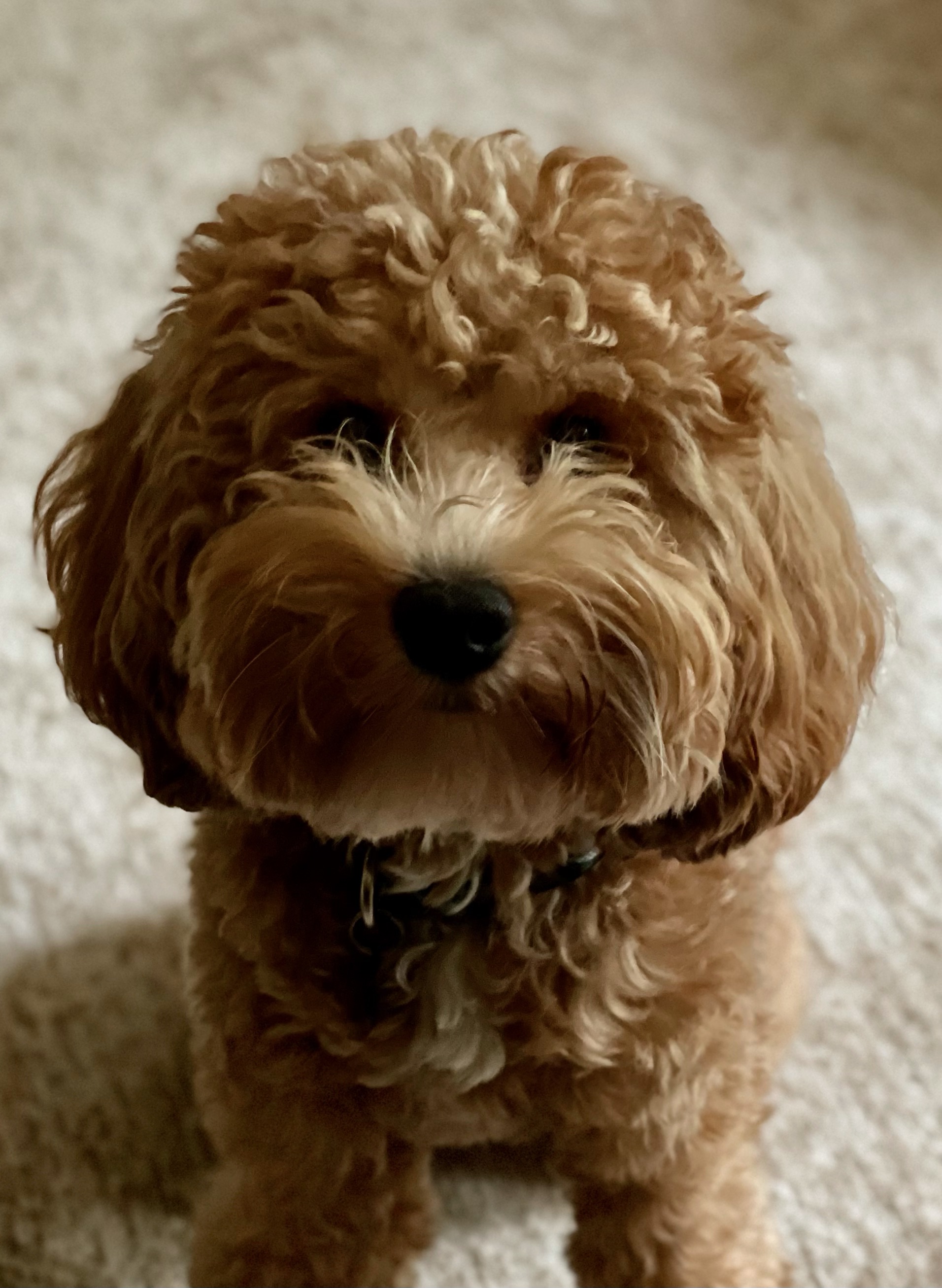 Our Boys – Sophie Lou Cockapoos