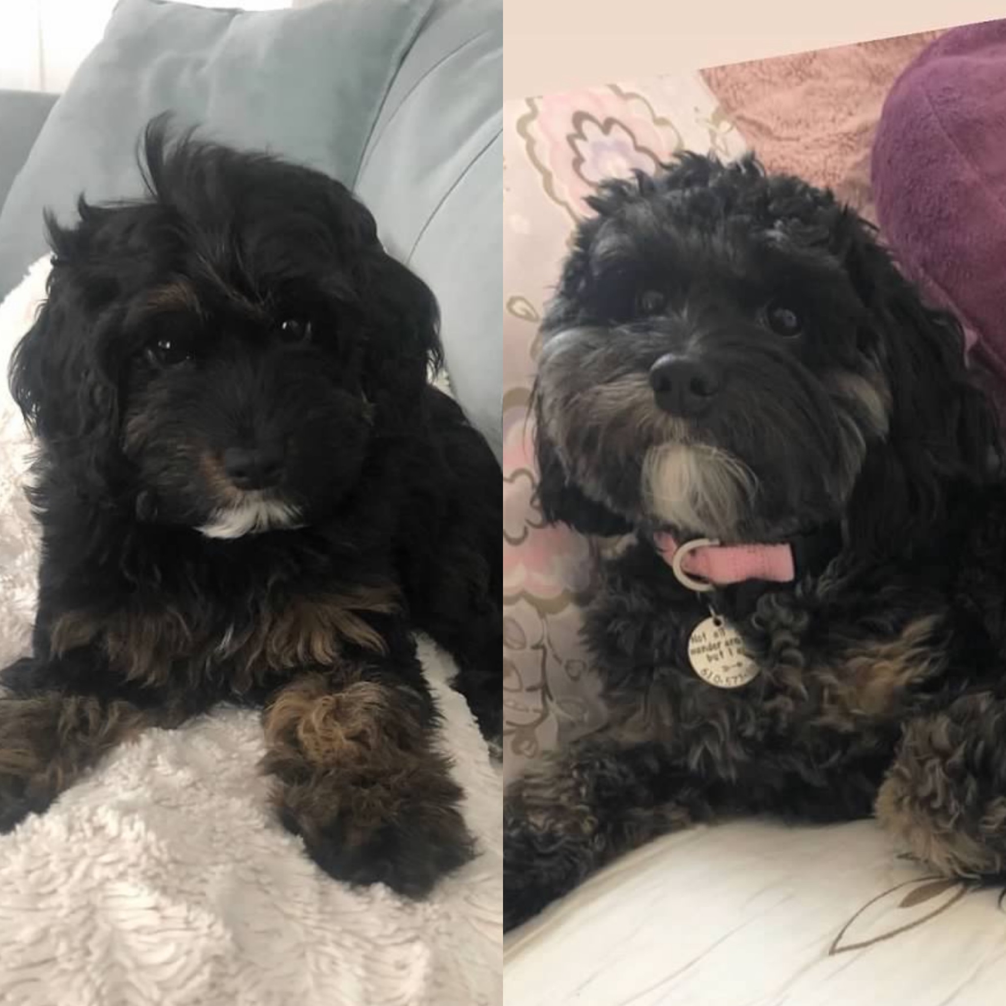 Then & Now – Sophie Lou Cockapoos