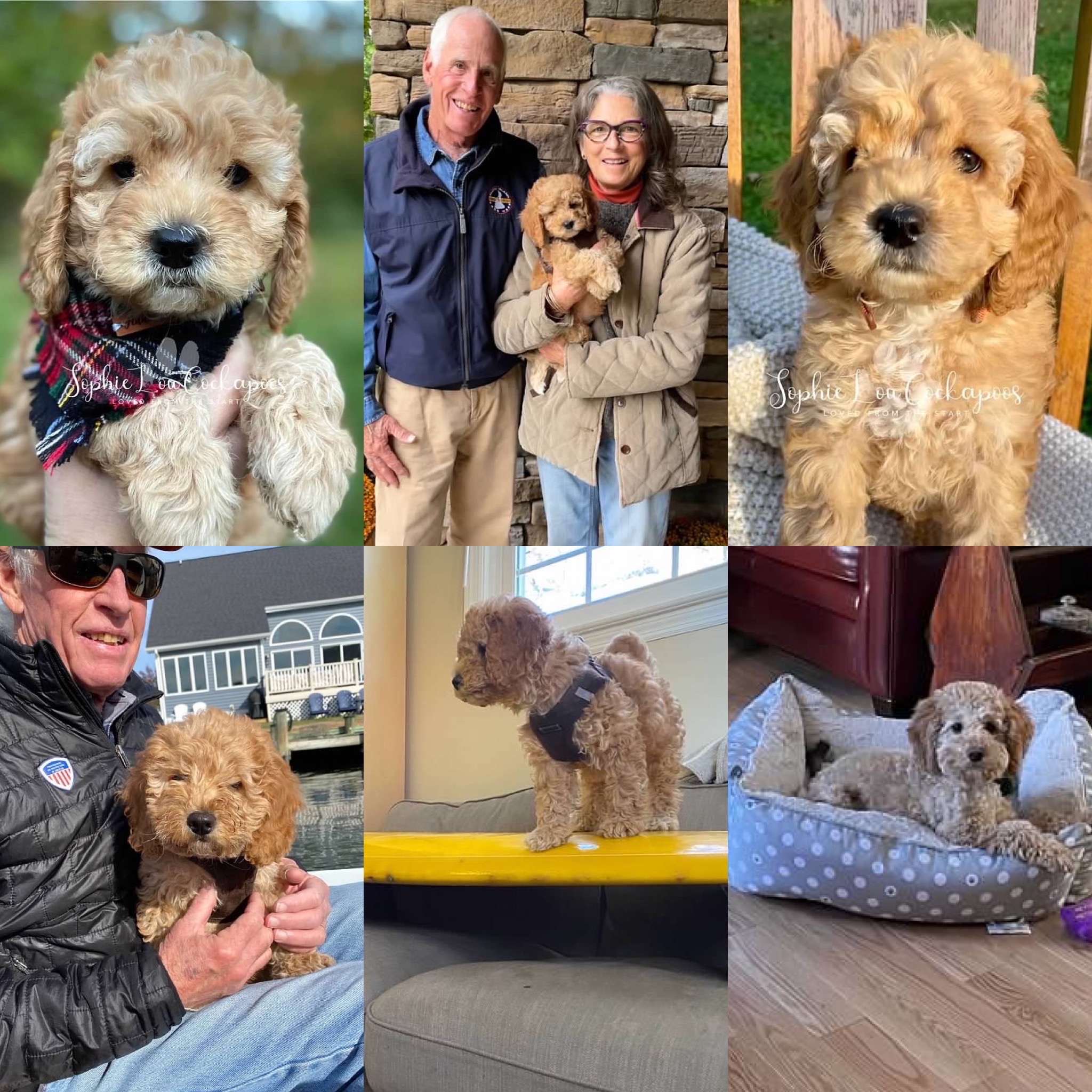 Sailor is loved by the Rusk Family – Sophie Lou Cockapoos