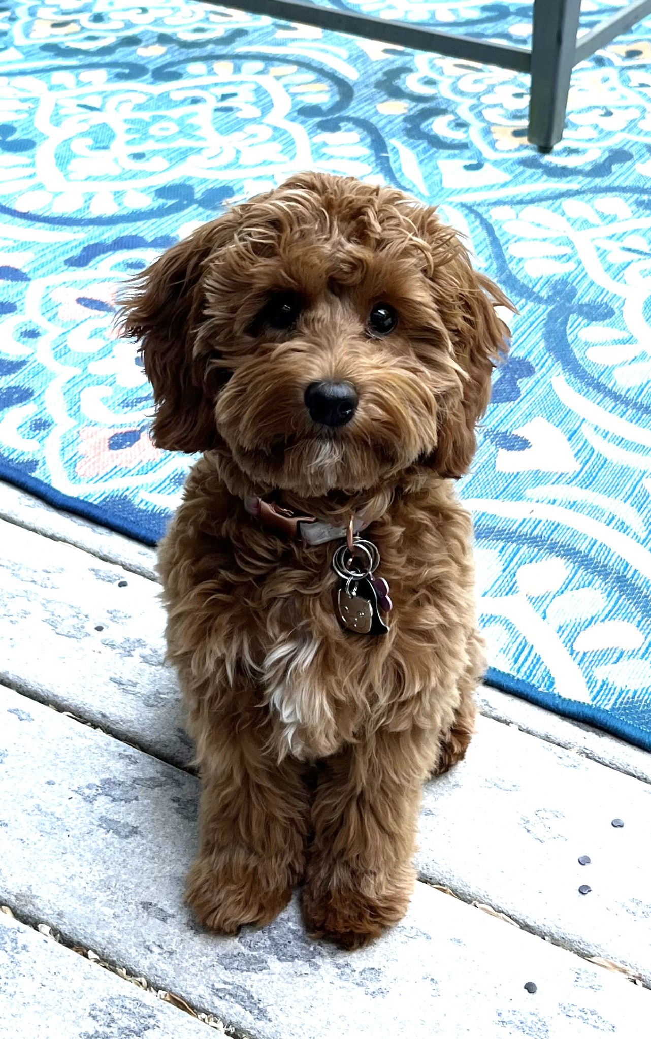 Our Girls – Sophie Lou Cockapoos