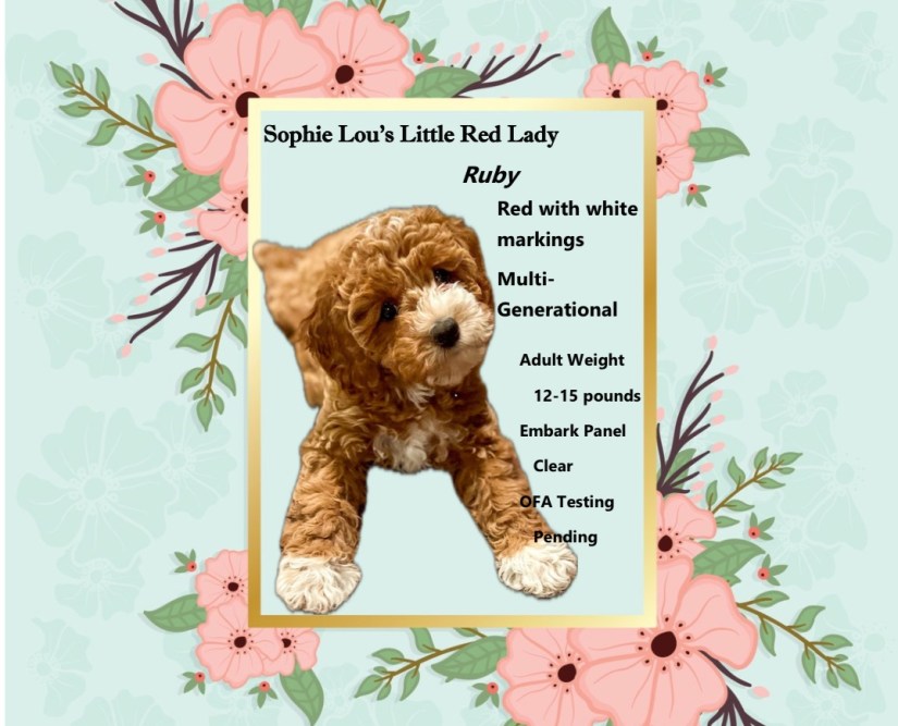 Our Girls – Sophie Lou Cockapoos