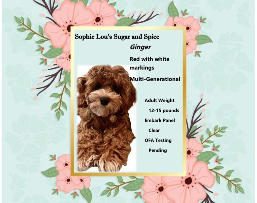 Our Girls – Sophie Lou Cockapoos